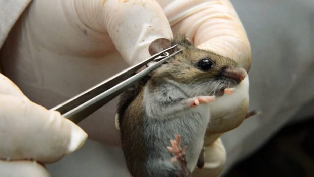 Lesson plan: How mice could help fight Lyme Disease | PBS News Hour ...